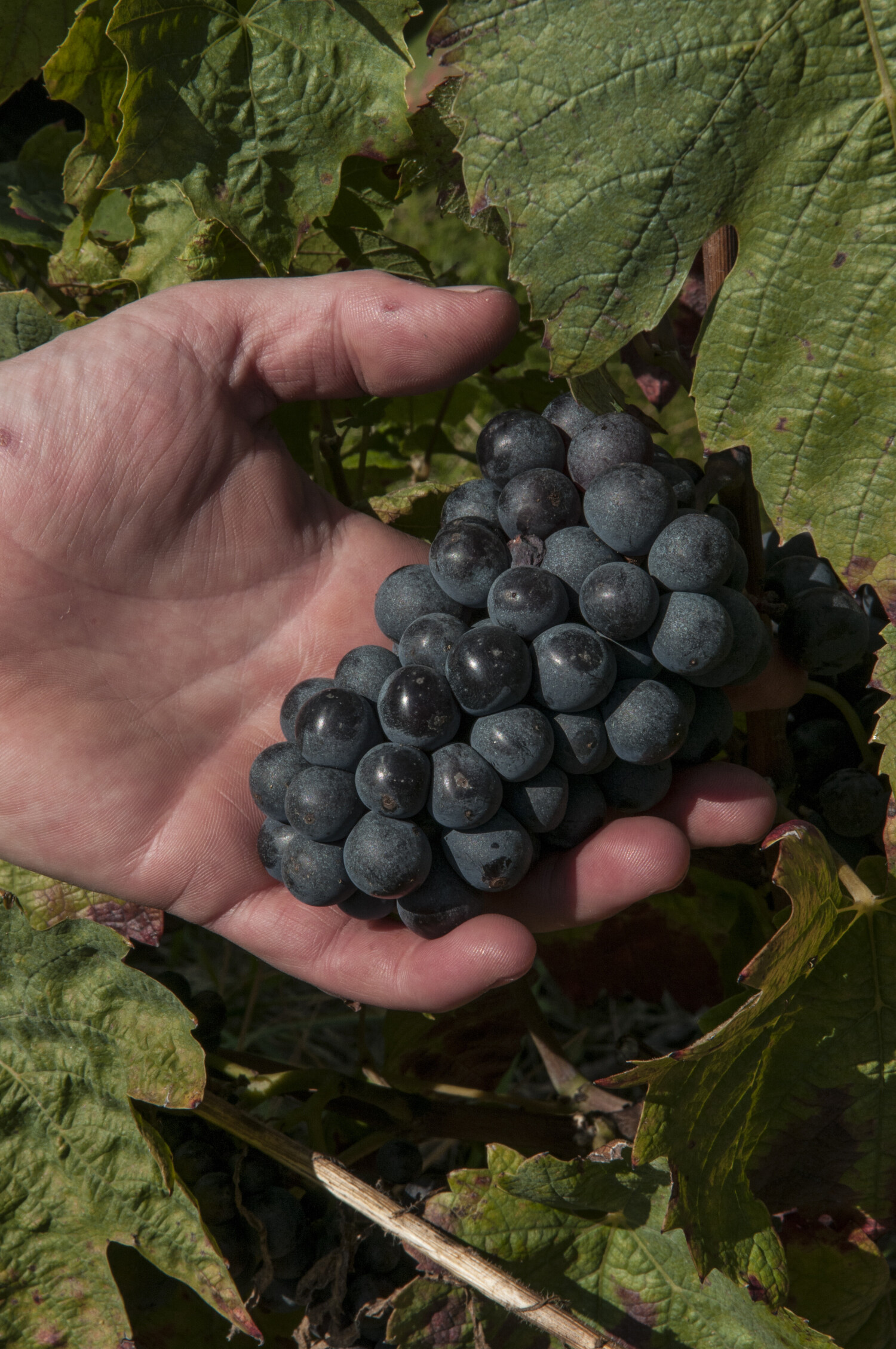 Grapes