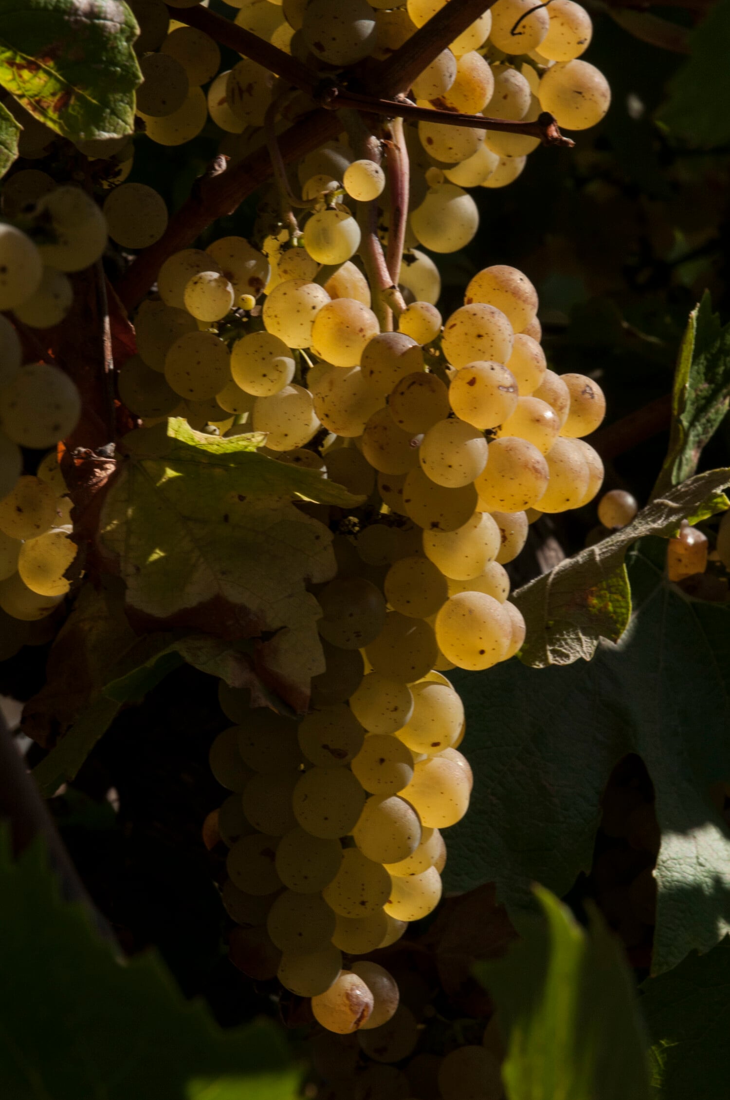 Grapes